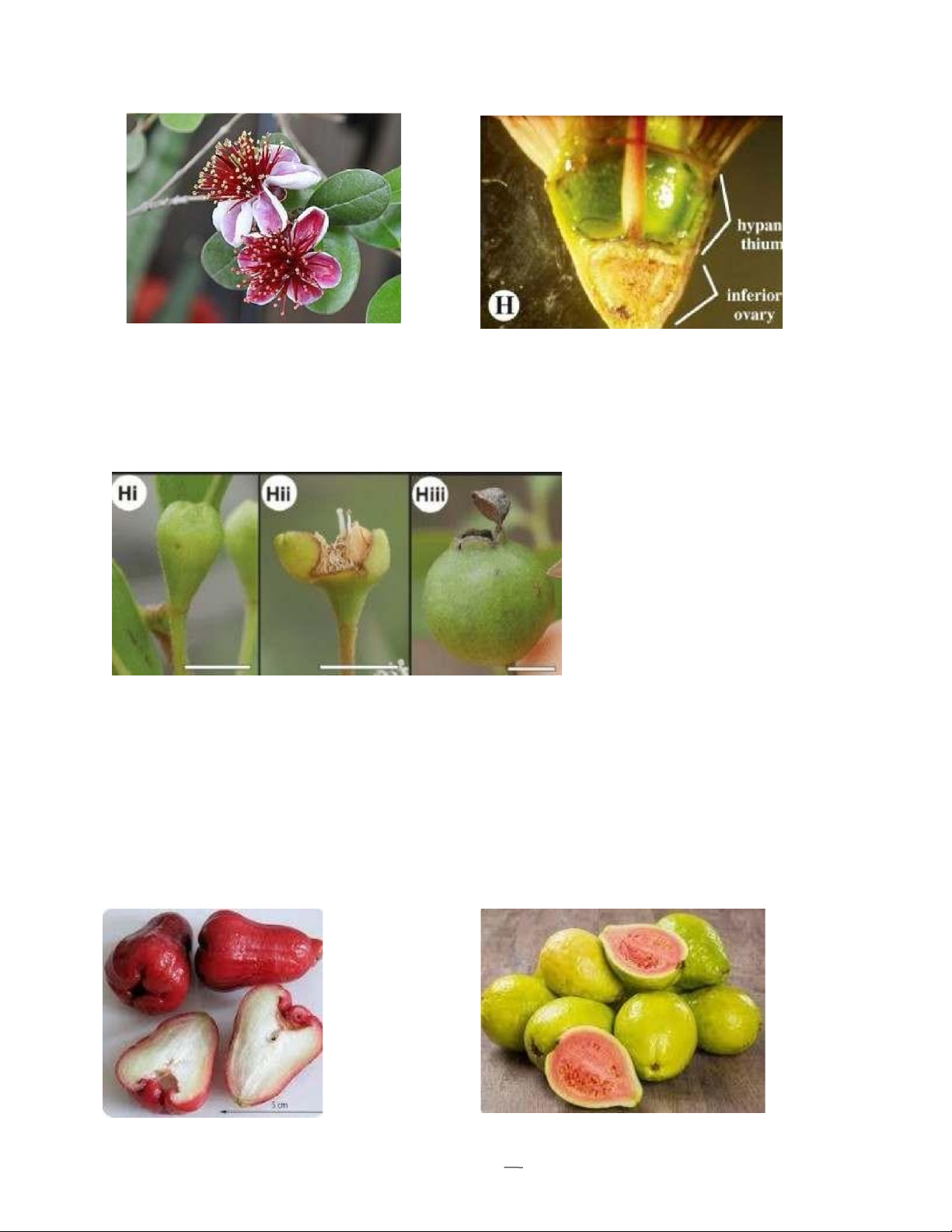 Họ sim - Tóm tắt về Thực Vật Dược trong Họ Myrtaceae | Đại học Y Dược Thành phố Hồ Chí Minh | PDF