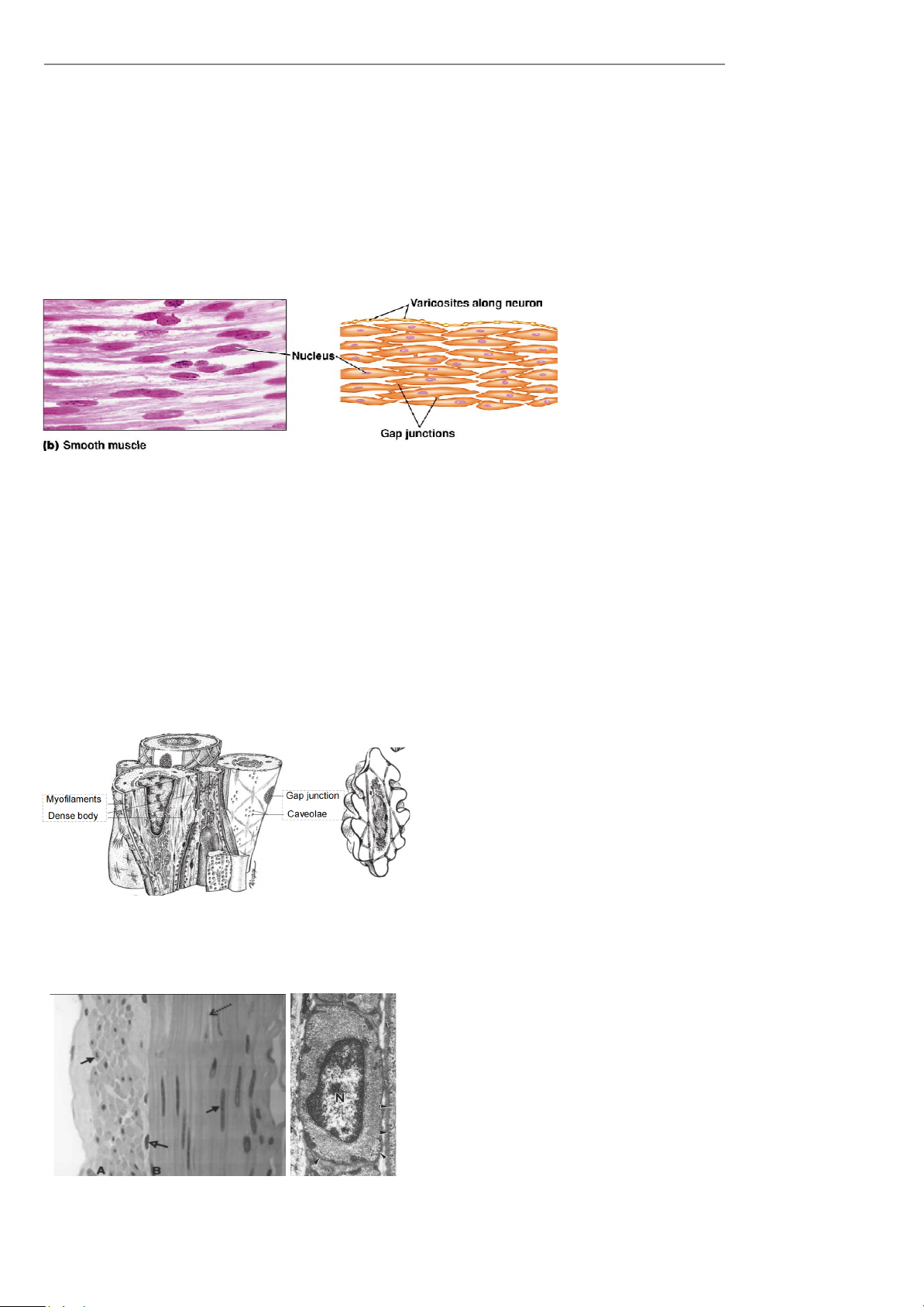 muscle tissue-smooth muscle | PDF