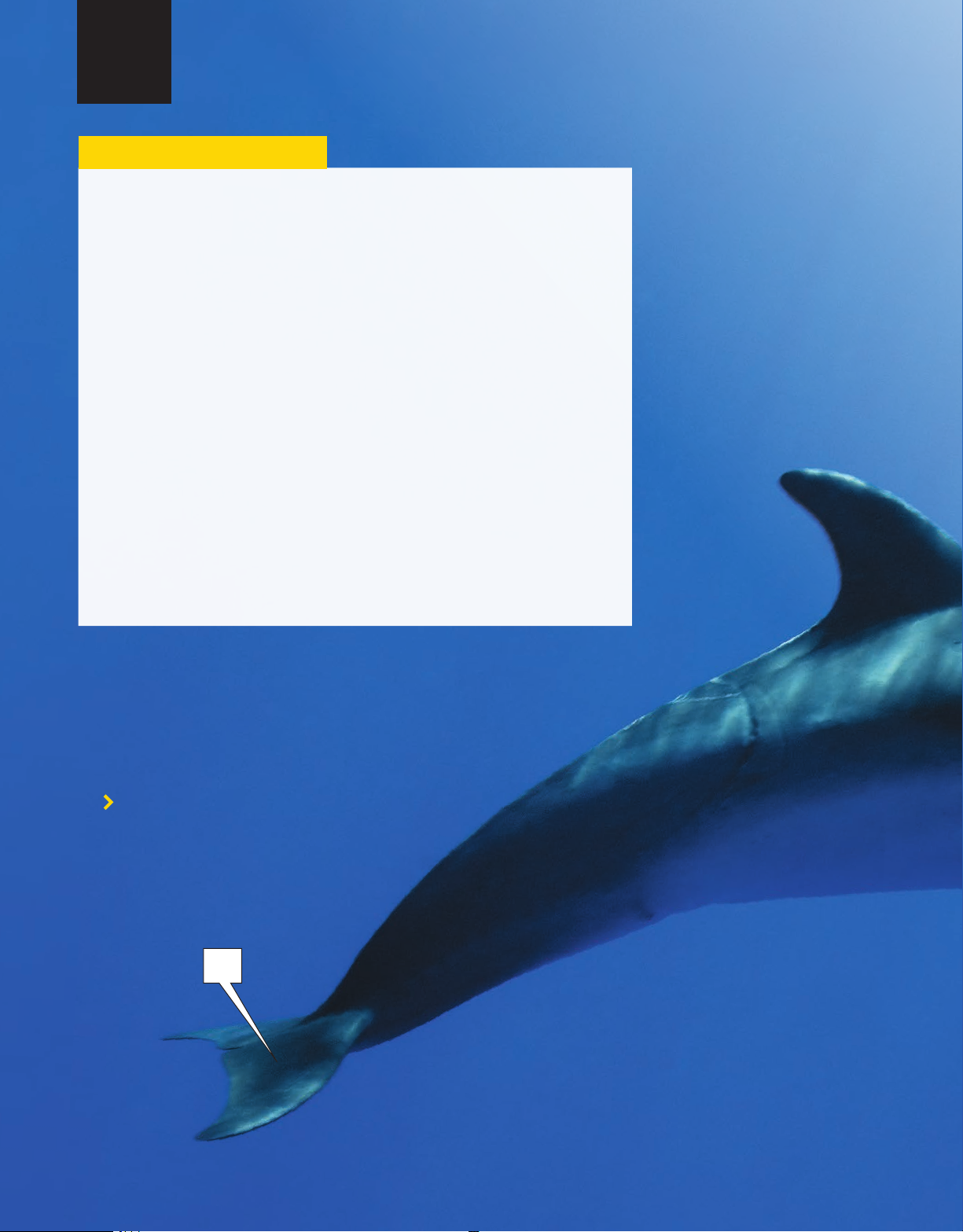 Reading Explorer 1 (Third Edition) (Paul Macintyre David Bohlke) | PDF